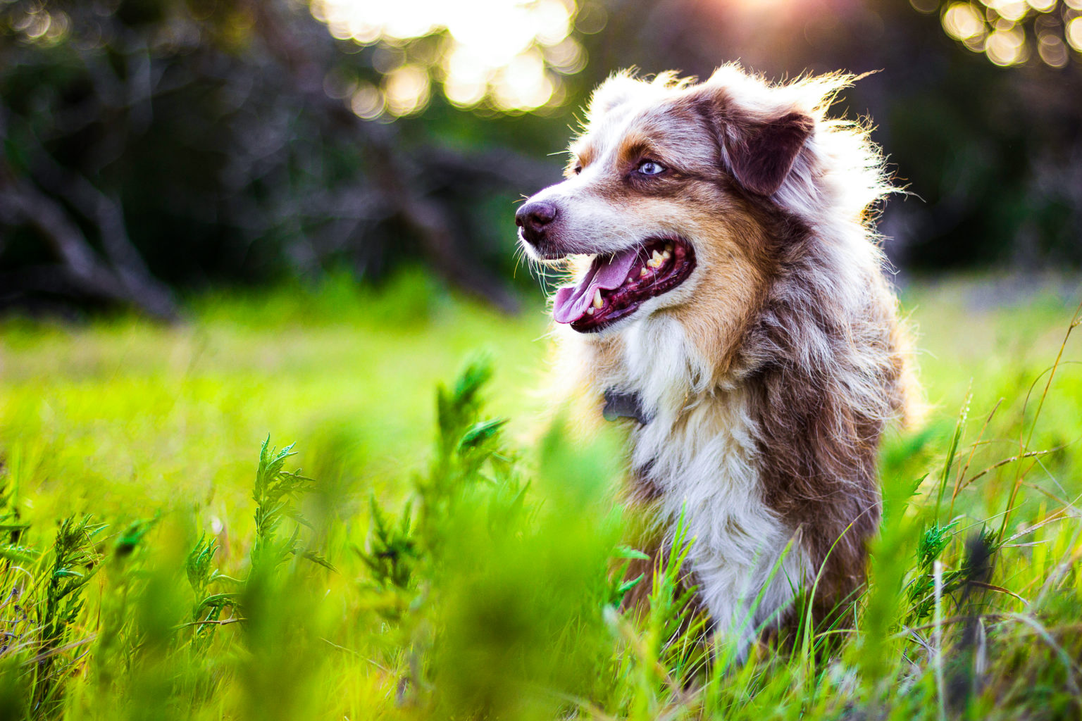 Accuplex with C6 Veterinary Testing - Antech Diagnostics