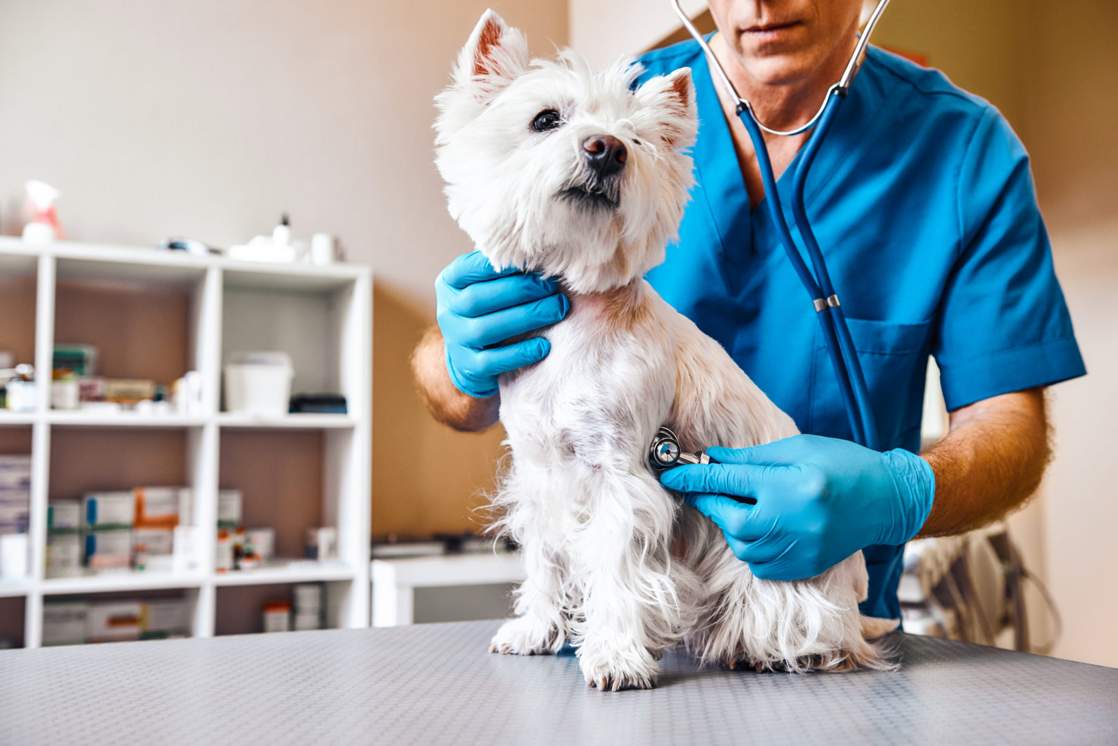 Accuplex with C6 Veterinary Testing - Antech Diagnostics